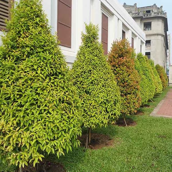 Cây Hồng Lộc - Kiến Trúc Cảnh Quan - Ecograden